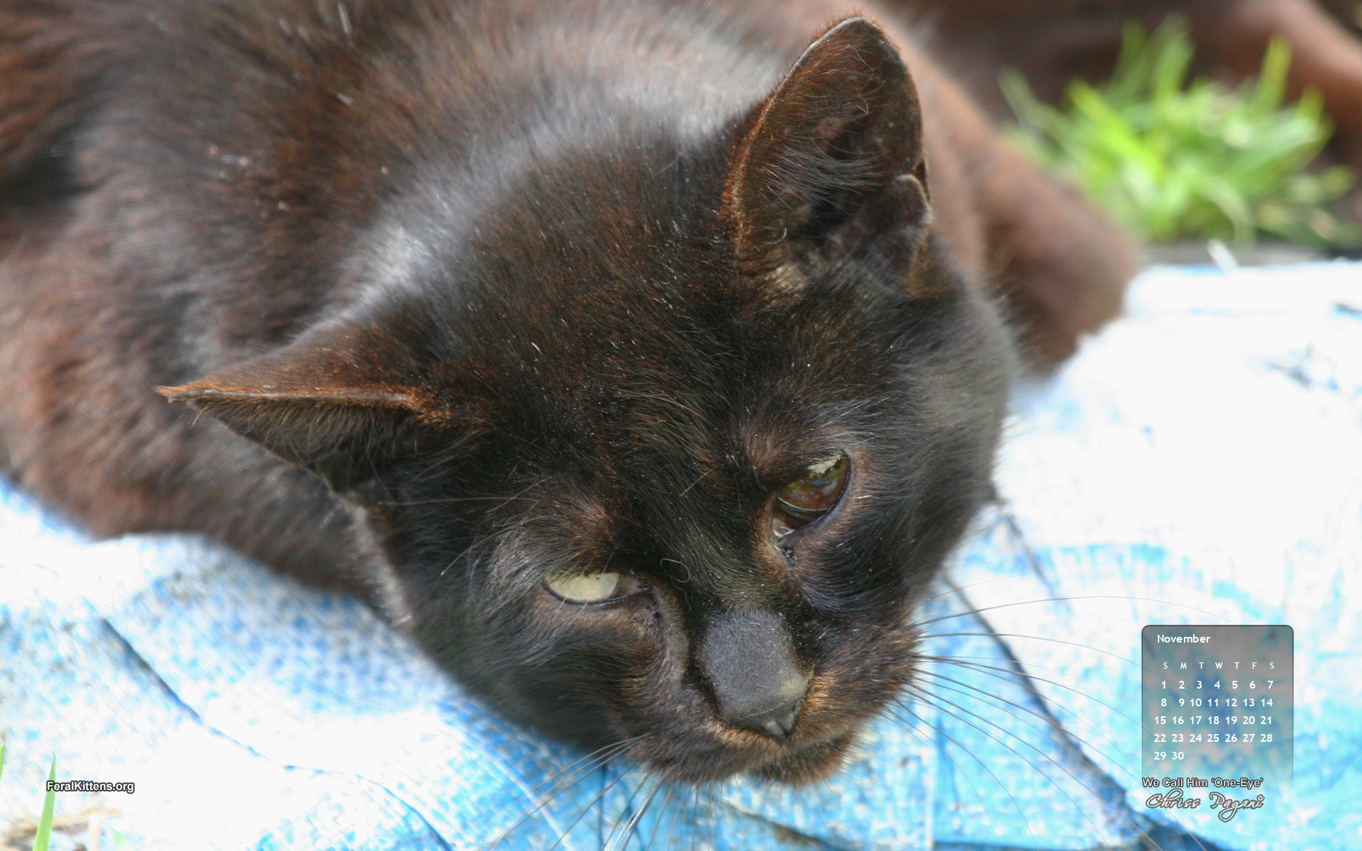 November Cat of the Month Wallpaper: One-Eye