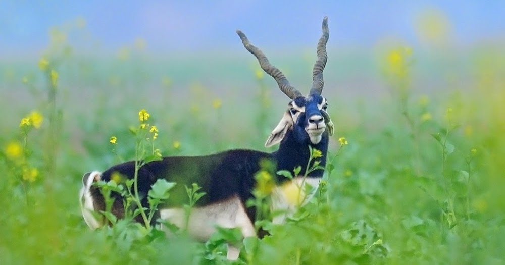 Fauna y fotografía: ANTÍLOPE NEGRO, Antilope cervicapra