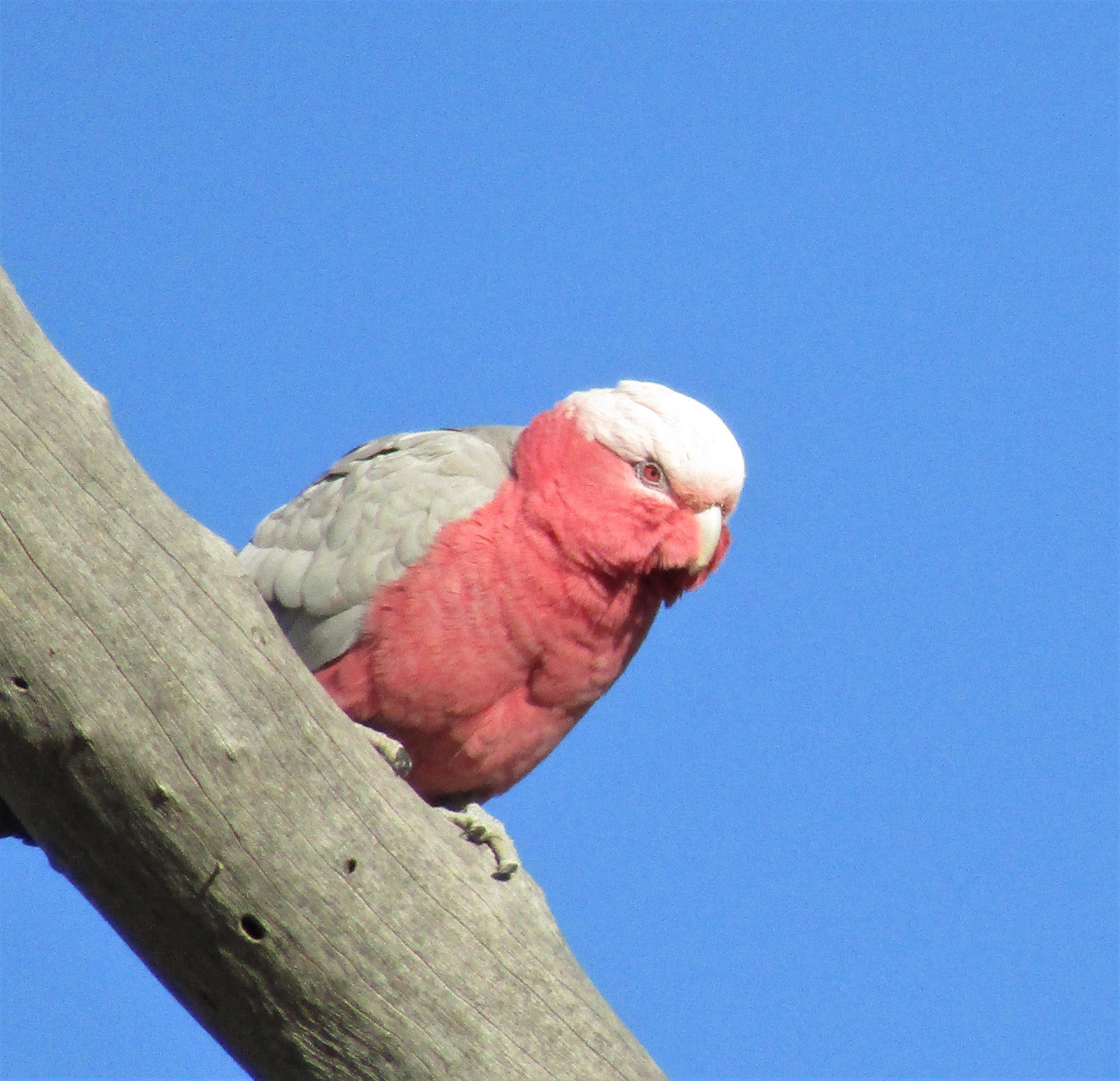Birdlifesaving: 42. HOT PINK PARTY BIRDS