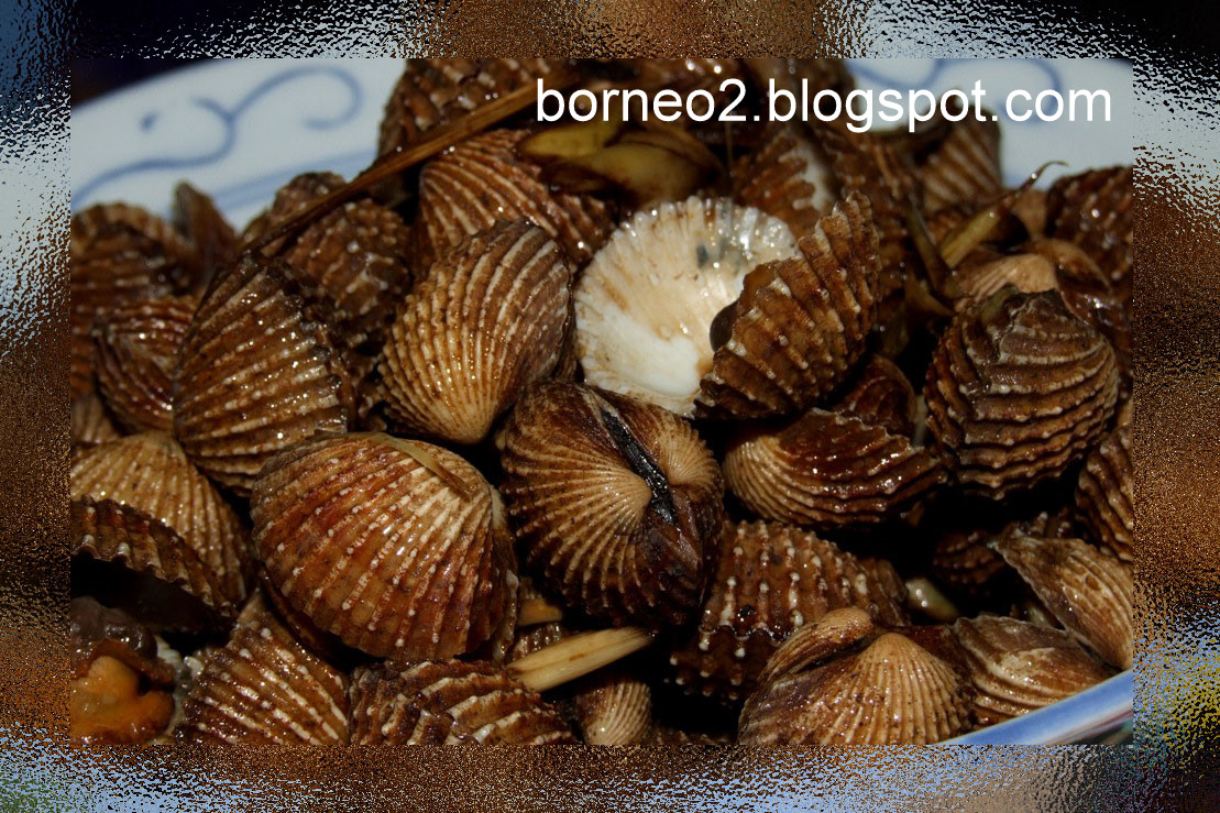 Borneo Island, Awaken To A Different World: Clam - Ark Clam (Marine ...