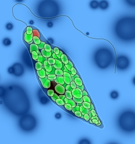 Biology Tutorials: Protista Kingdom