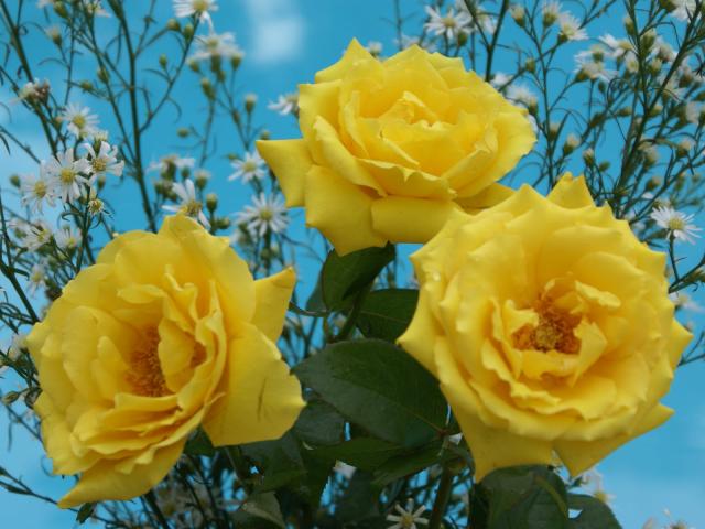COLORS OF ROSES: YELLOW ROSES