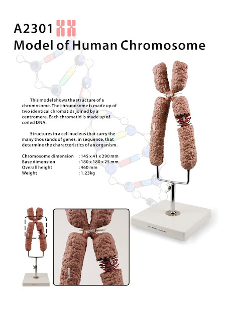 MD SUPPORT MARKETING: A2301 - MODEL OF HUMAN CHROMOSOME