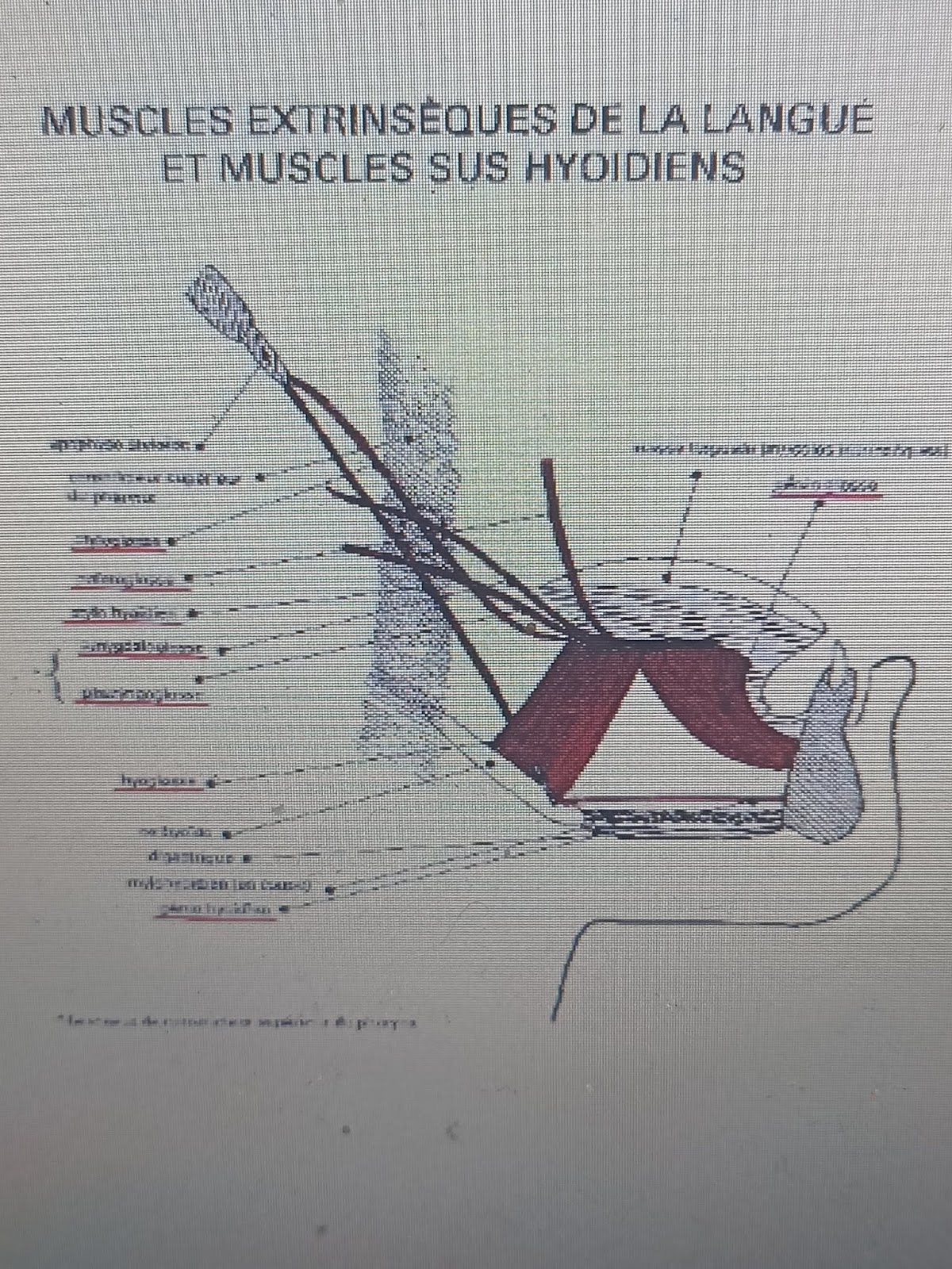 Rachel Mihault, coach en méthodo et orientation: Muscler sa langue