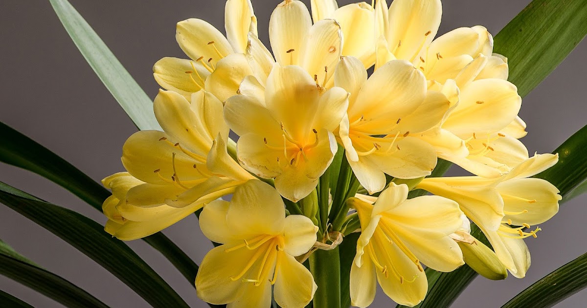 Clivia Beauty's: Clivia miniata citronella