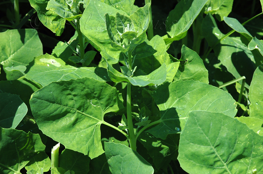 Ethnobotanical Pursuits: Orach