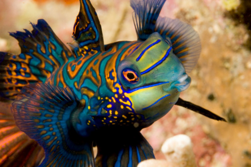 Antara Ikan Tercantik Mandarinfish |MyRokan