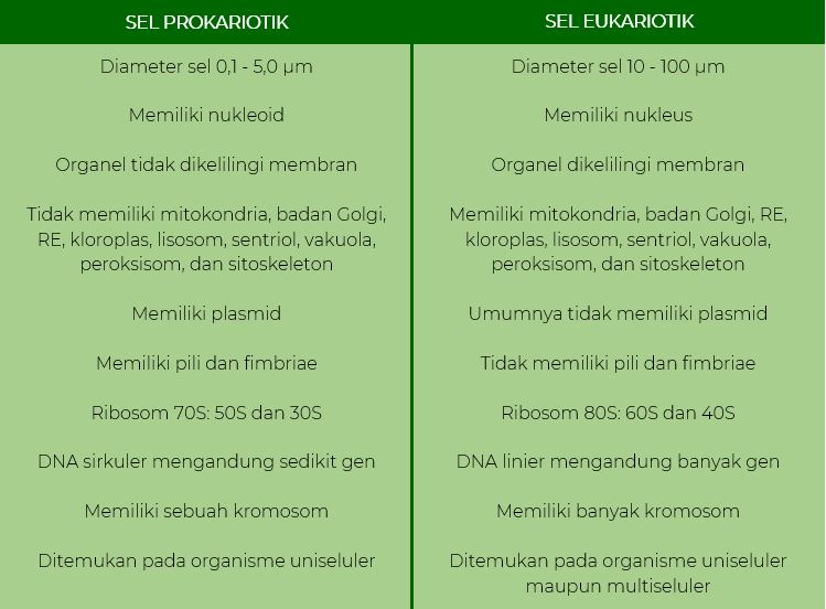 7 Perbedaan Sel Prokariotik dan Sel Eukariotik (Penjelasan dan Tabel ...