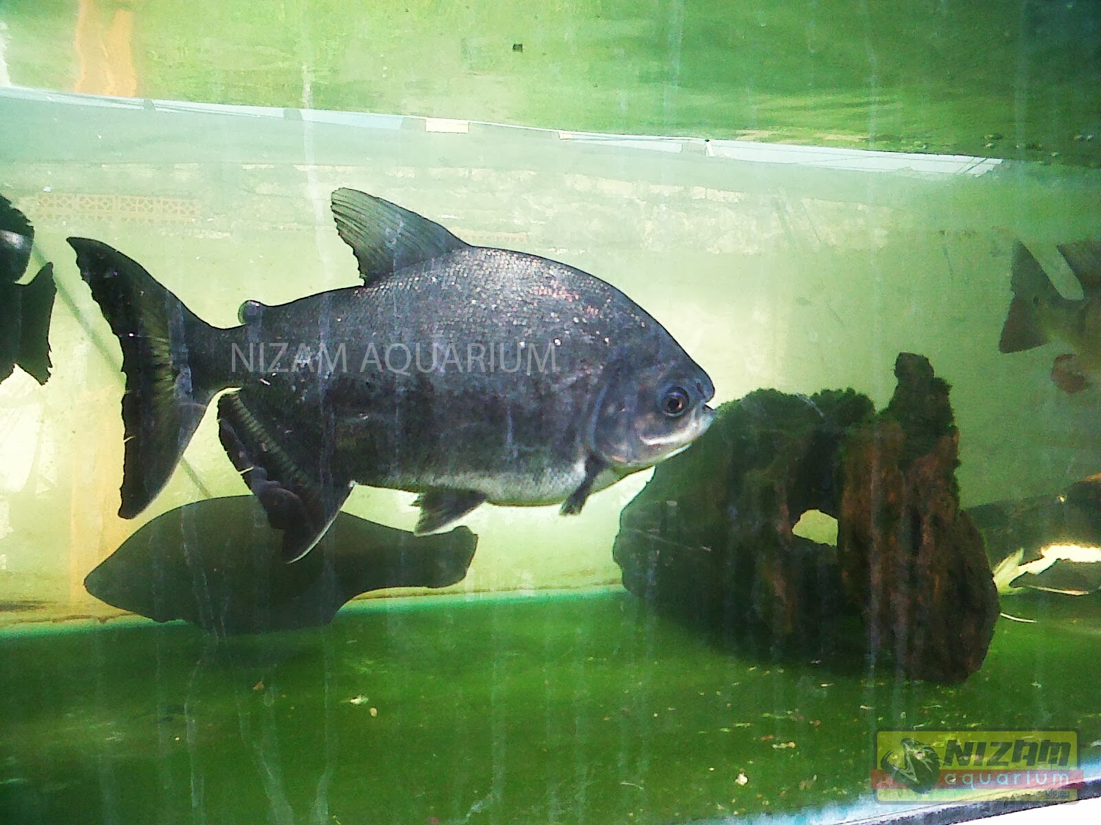 NIZAM AQUARIUM: Characin