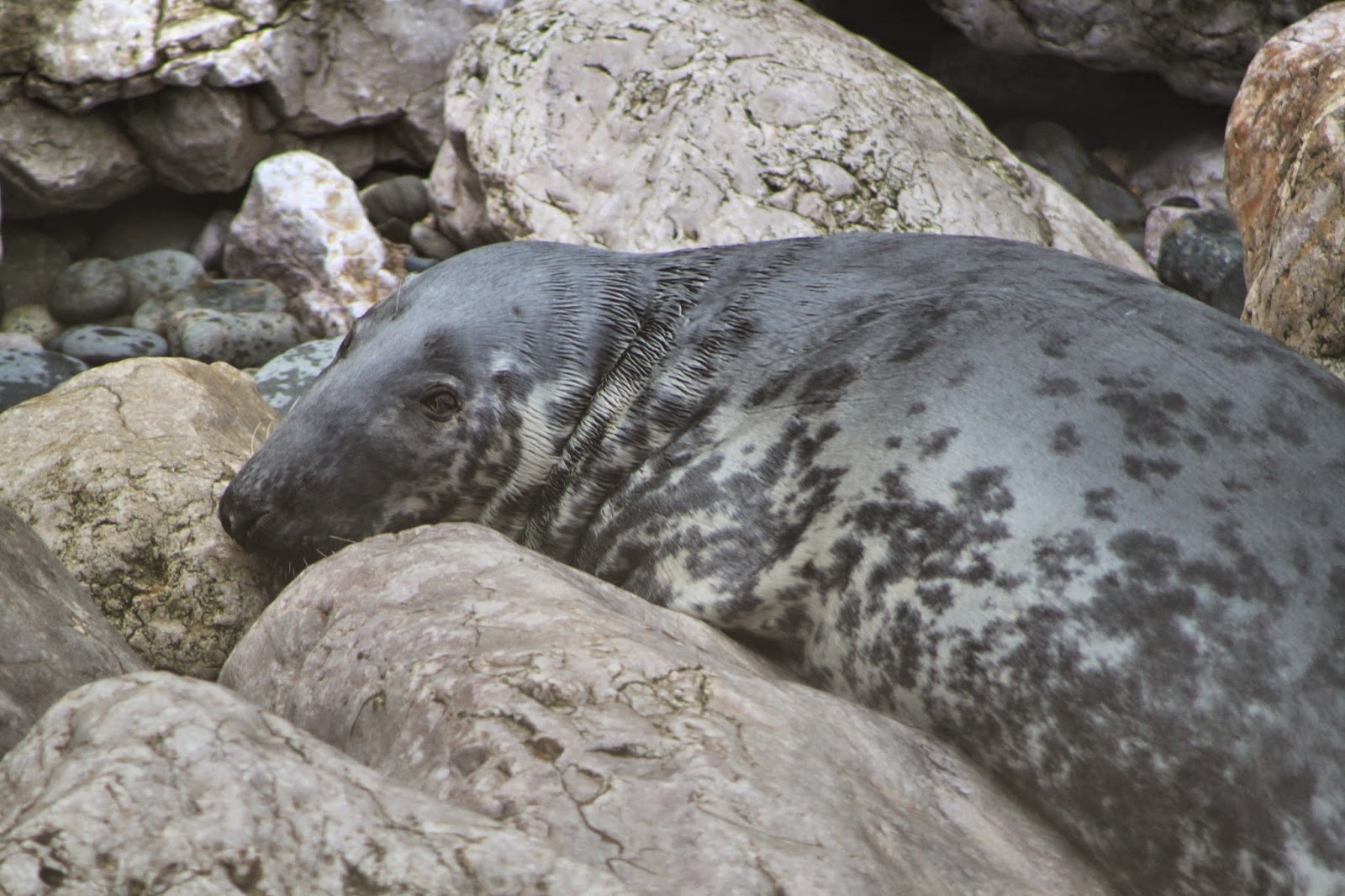 The Places Where We Go: Angel Bay seals, Little Orme, Llandudno