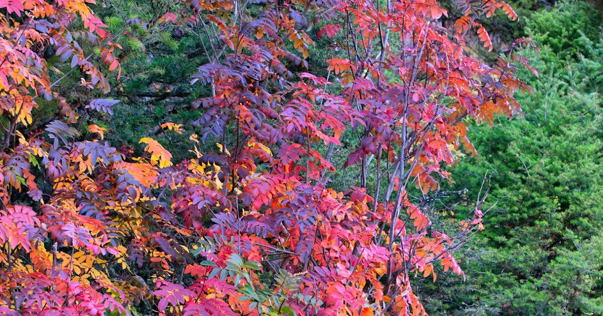 Mountain Ash in Fall Splendor - Peter Noah Thomas