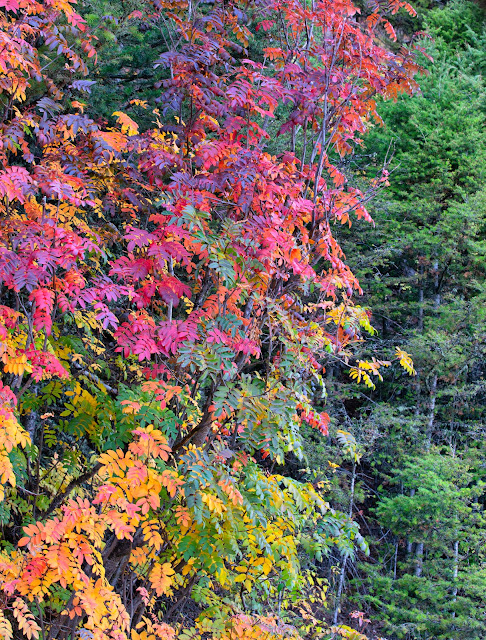 Mountain Ash in Fall Splendor - Peter Noah Thomas