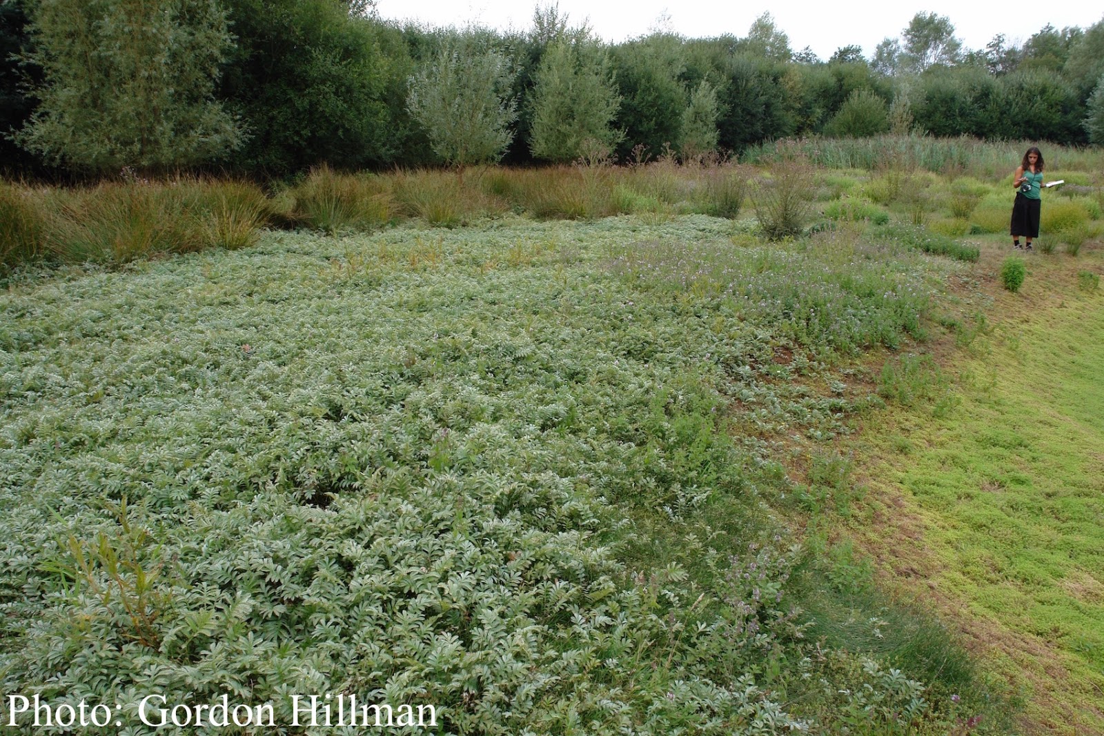 Wild Plant Foods of Britain: Silverweed (Potentilla anserina L.)