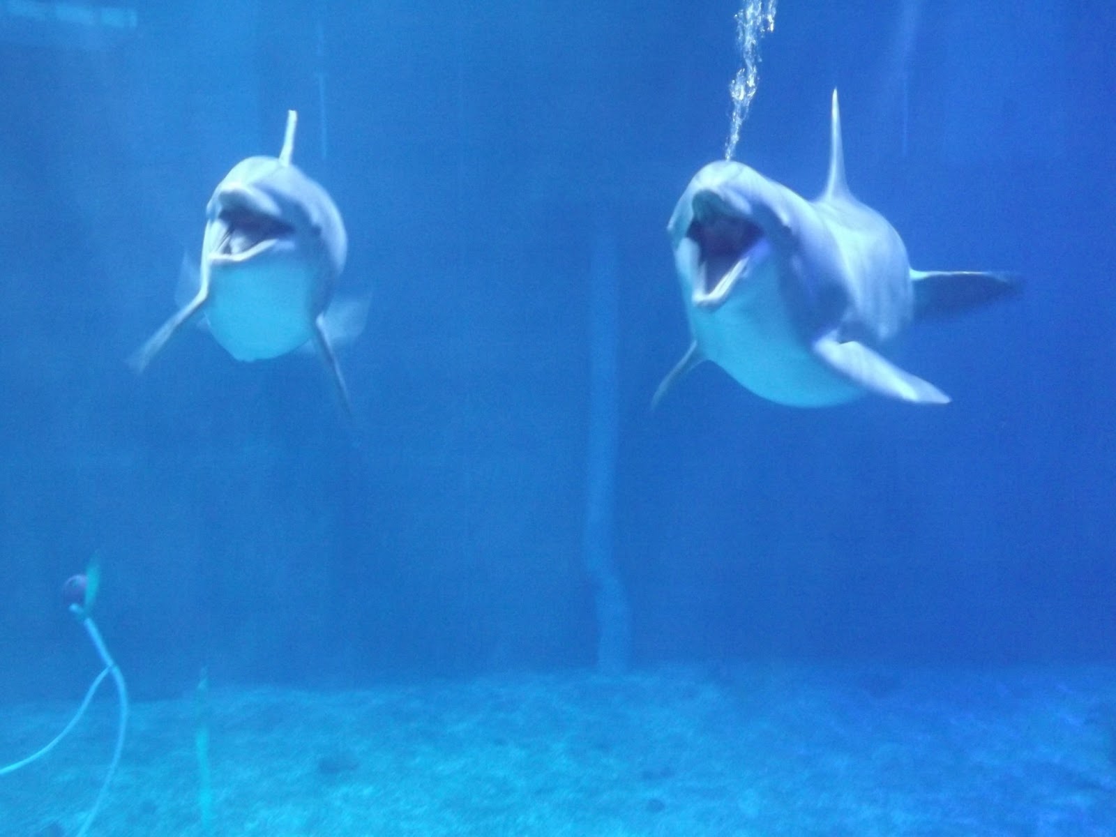 A Disney Girl in Orlando: EPCOT - The Living Seas
