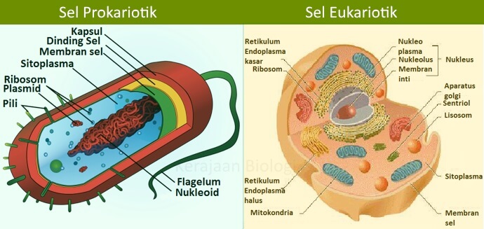 Sel Prokariotik VS Sel Eukariotik | Kotak Putih Kata
