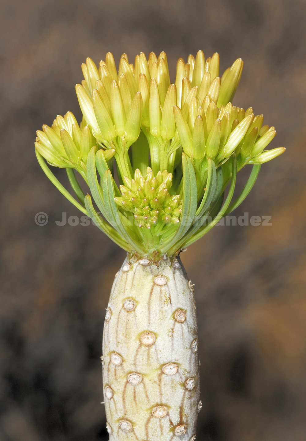 José Juan Hernández Tenerife, Canarias.: Verode (kleinia neriifolia))