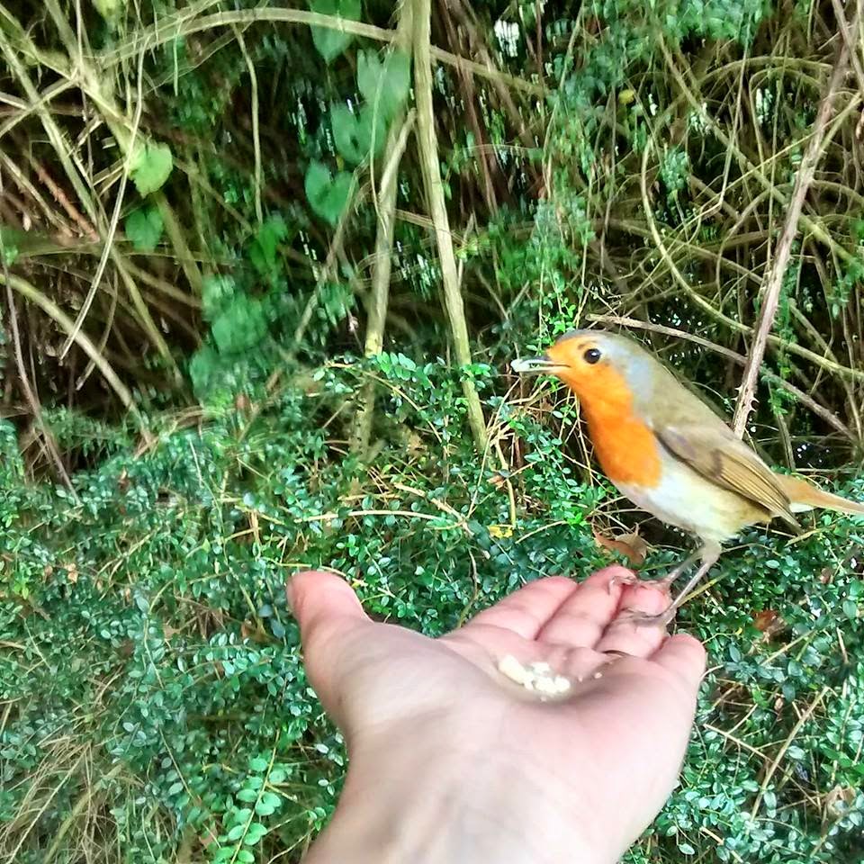 Moonlight and Hares: A Wizard, an Alchemist and a handsome robin.