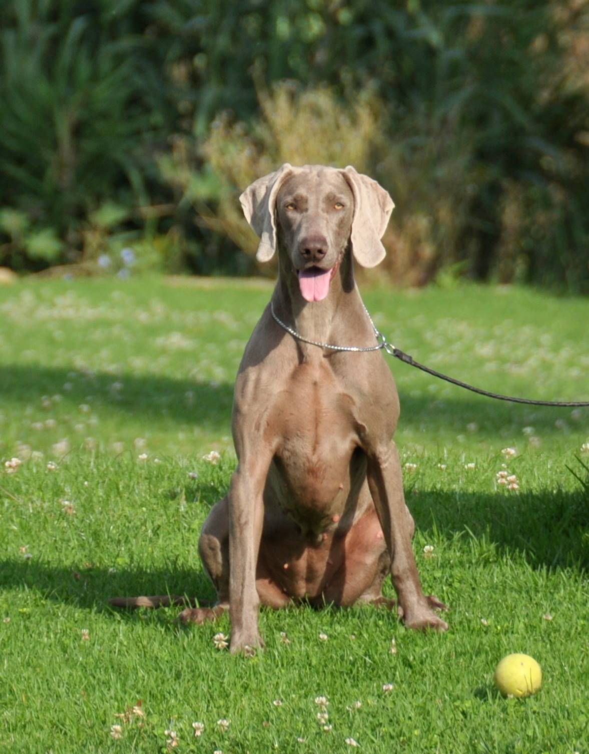 Tierra del Viento Weimaraner