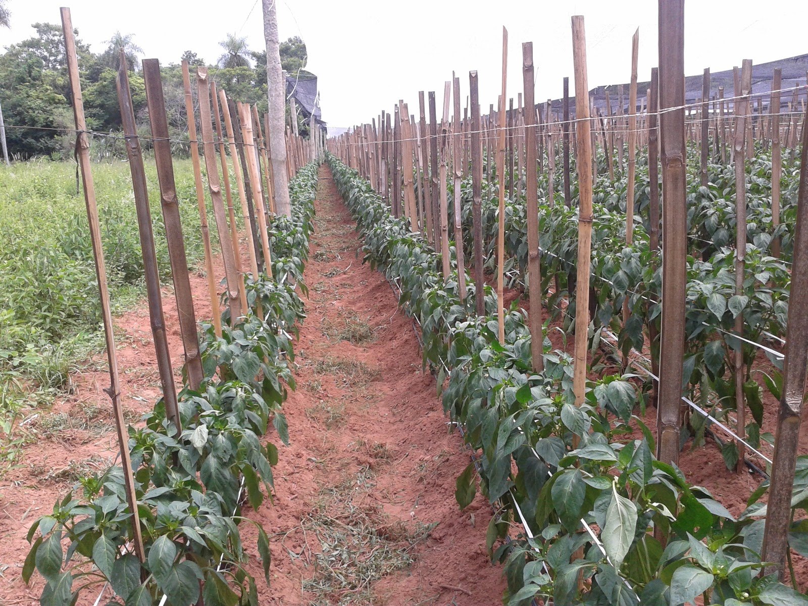 Paraguay: un milagro americano!: Locote paraguayo con calidad de ...