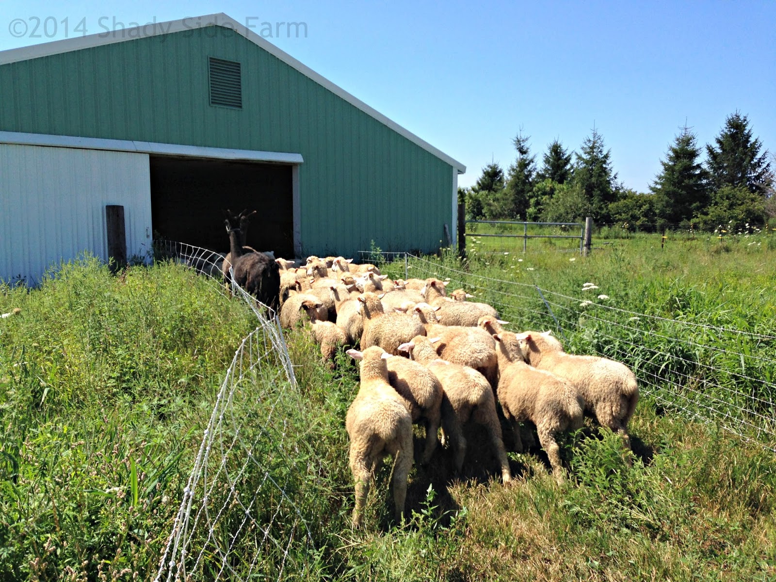 Weaning Lambs