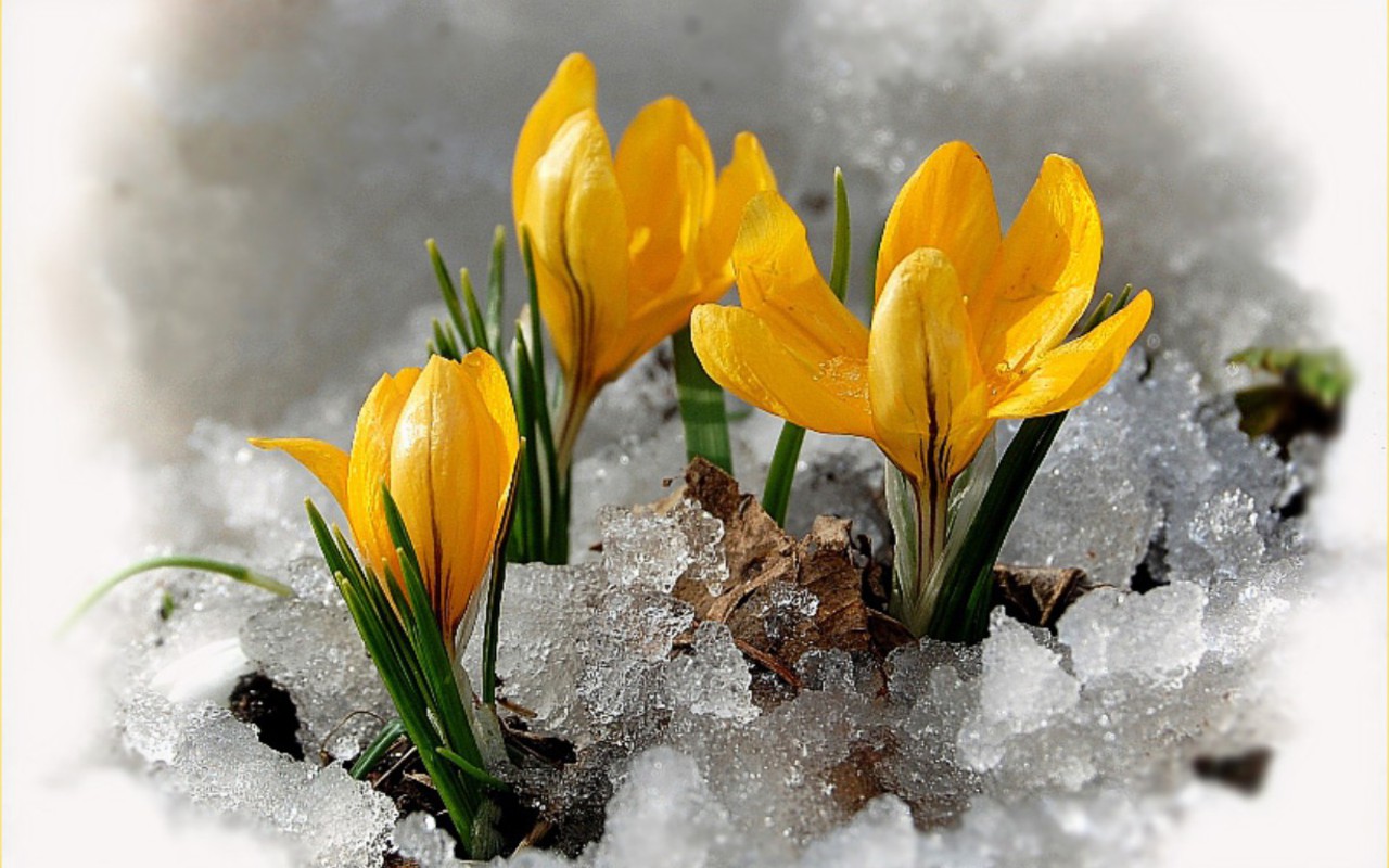 DE TOATE PENTRU TOTI: Florile de primavara sunt purtatoarele unor ...