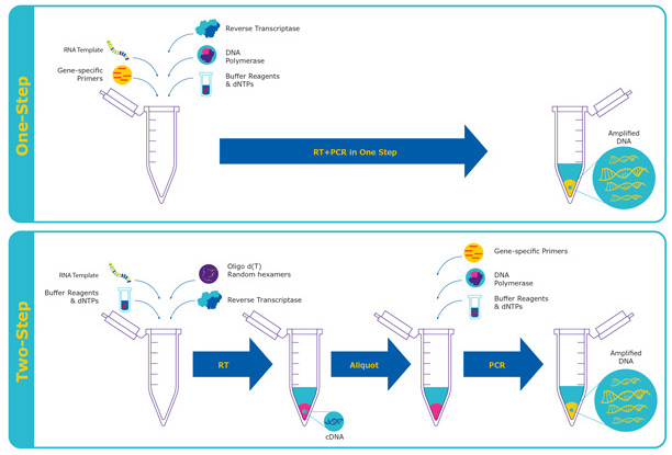 Stained DNA: Sigma-Aldrich schematic for real-time PCR