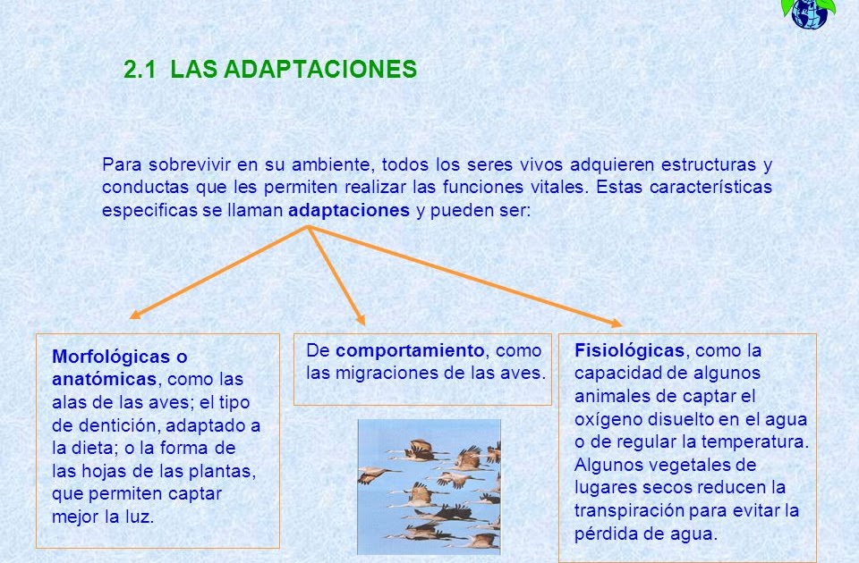 GRADO QUINTO: Adaptaciones de los seres vivos!!
