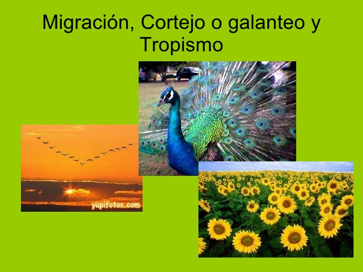 Aprendo con las ciencias: Tema 4