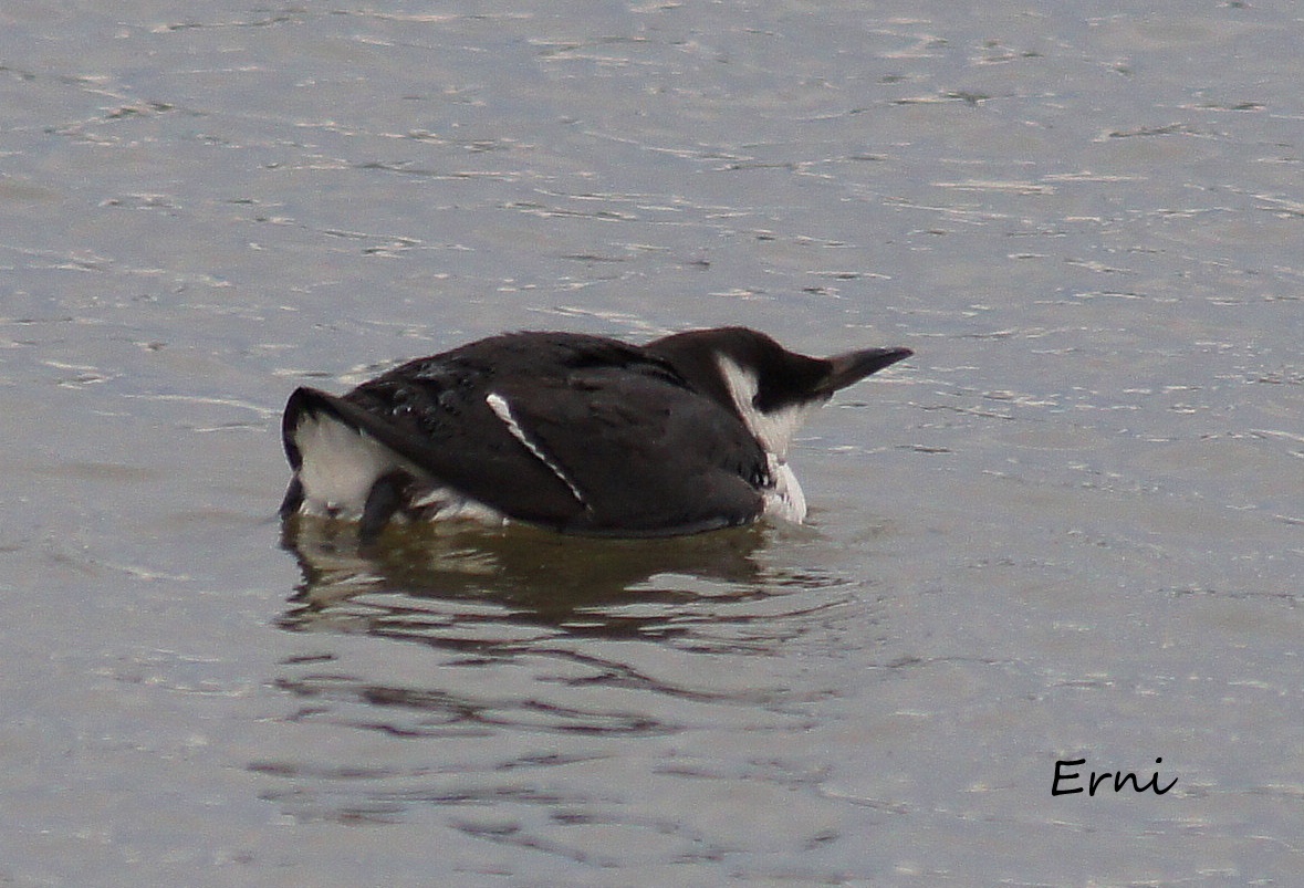 NO SIN MIS PRISMÁTICOS: MI PRIMER ARAO DEL AÑO