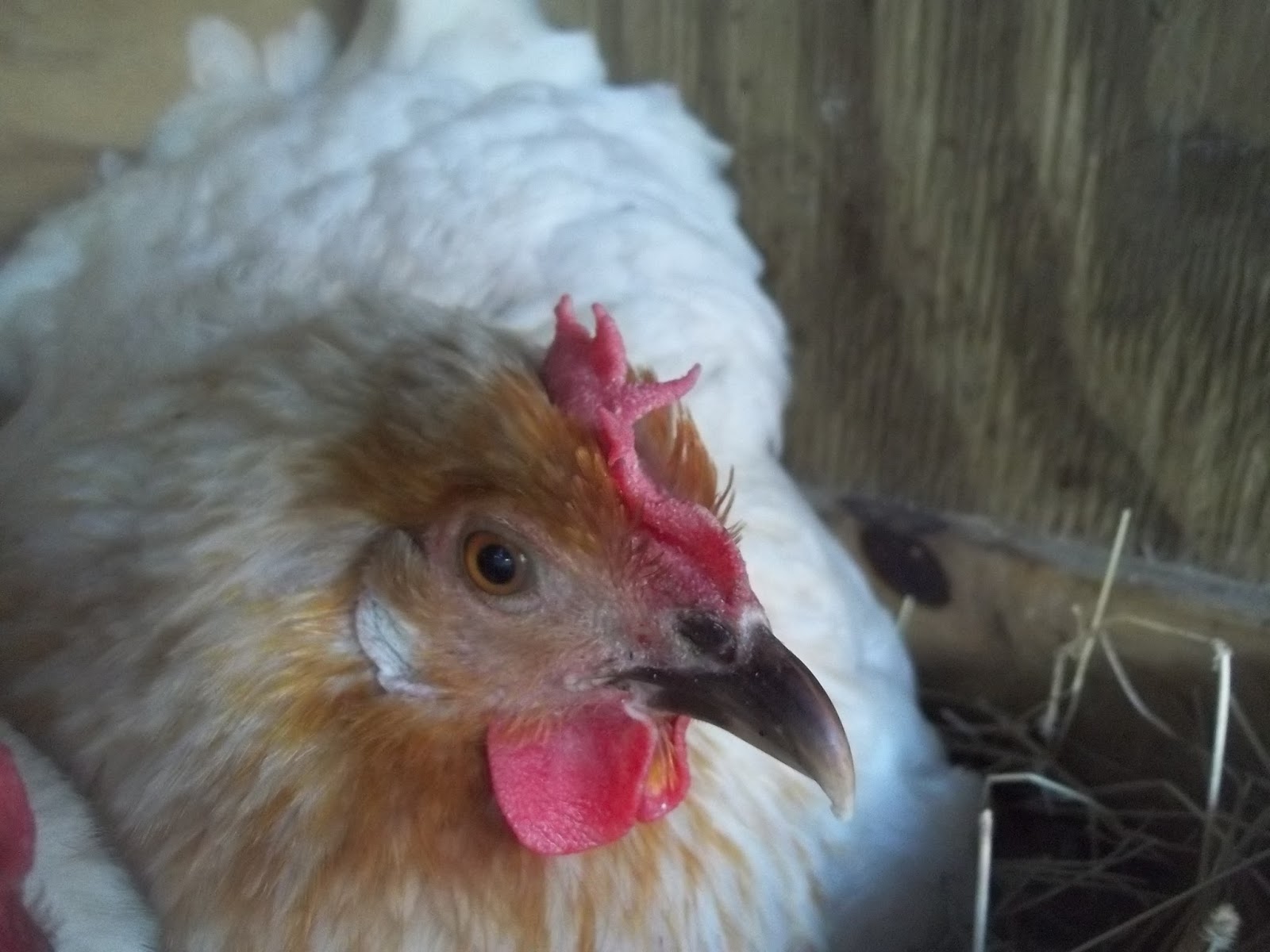 Precious Moments: Chick Chick Here, Chick Chick There, Everywhere a ...