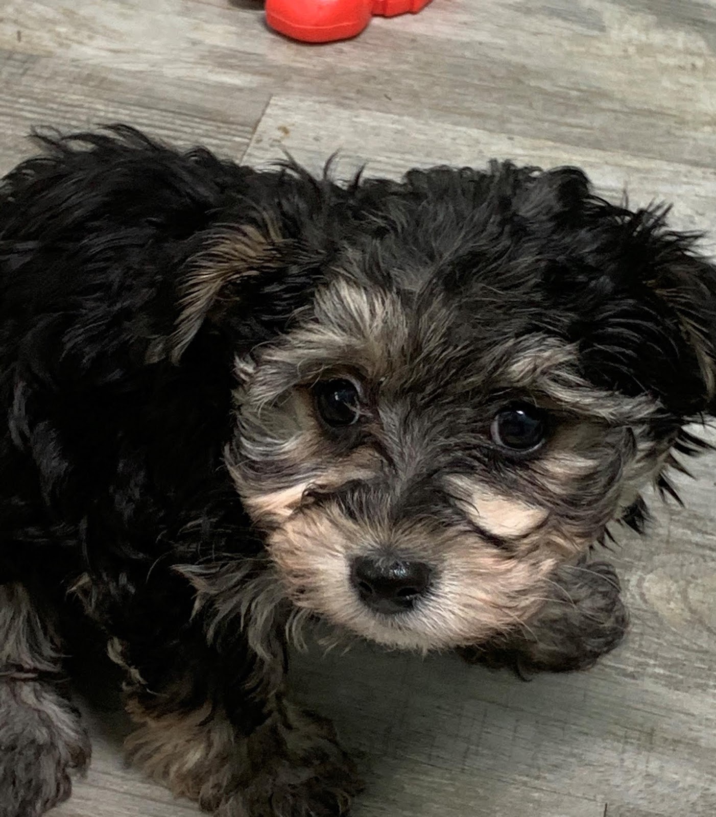 B & C Kennels: Yorkshire Terriers & Yorkipoos