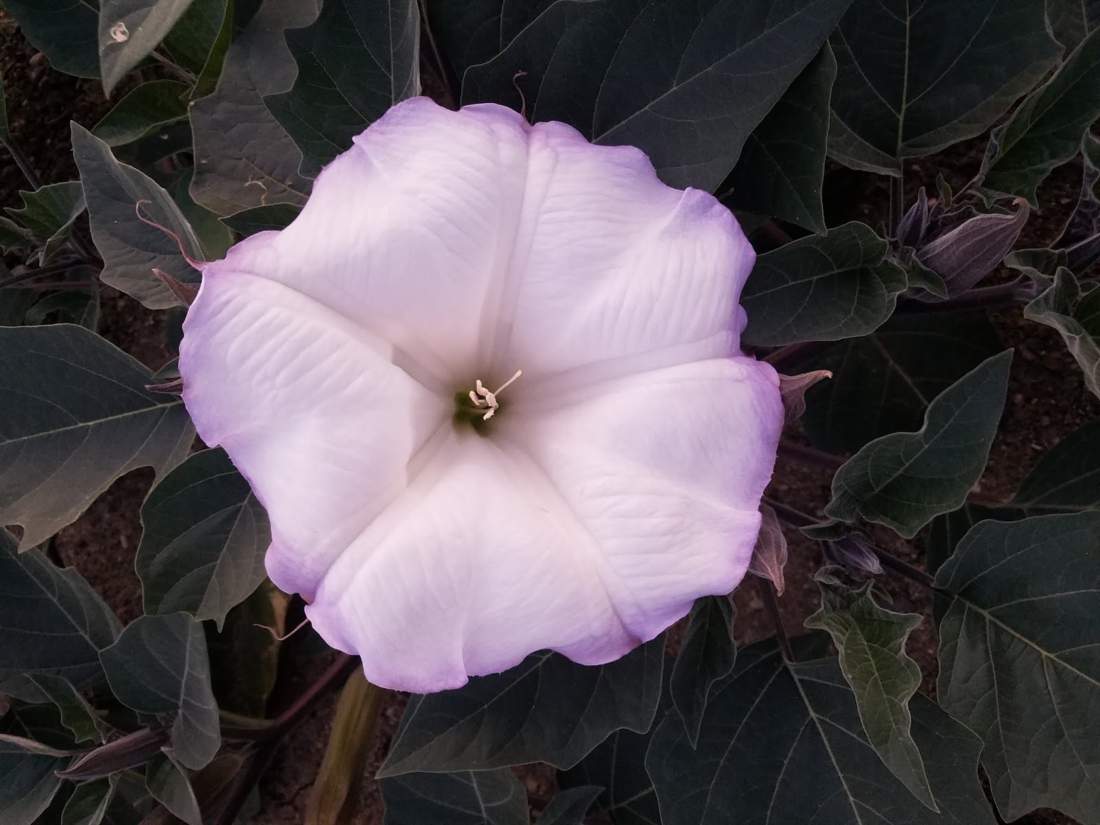 Photographs of a Mad Richard : Hells Bell - 22nd May 2019