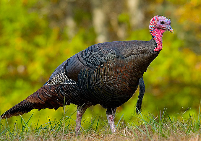 Wild Turkeys Facts And Pictures | All Wildlife Photographs