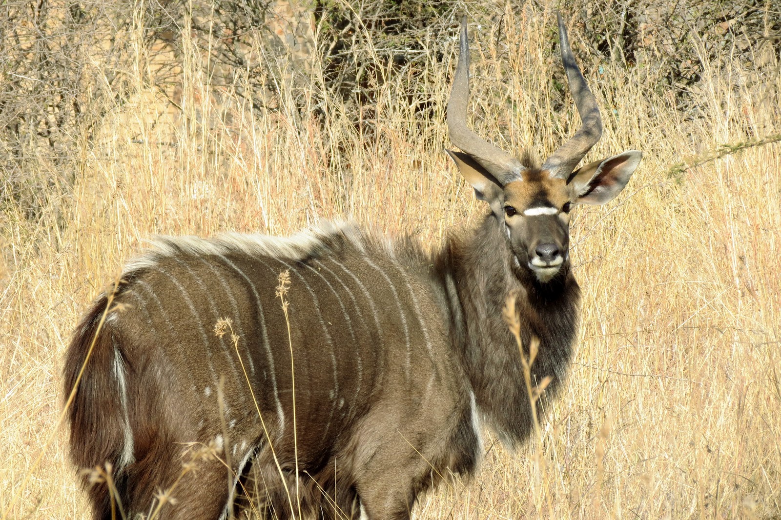 drakensview: Breakfast, road hog & Roman gravitas.