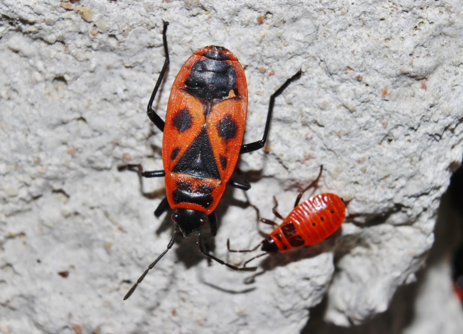 Biodiversity of Cyprus by NGO Protection of the Natural Heritage and ...