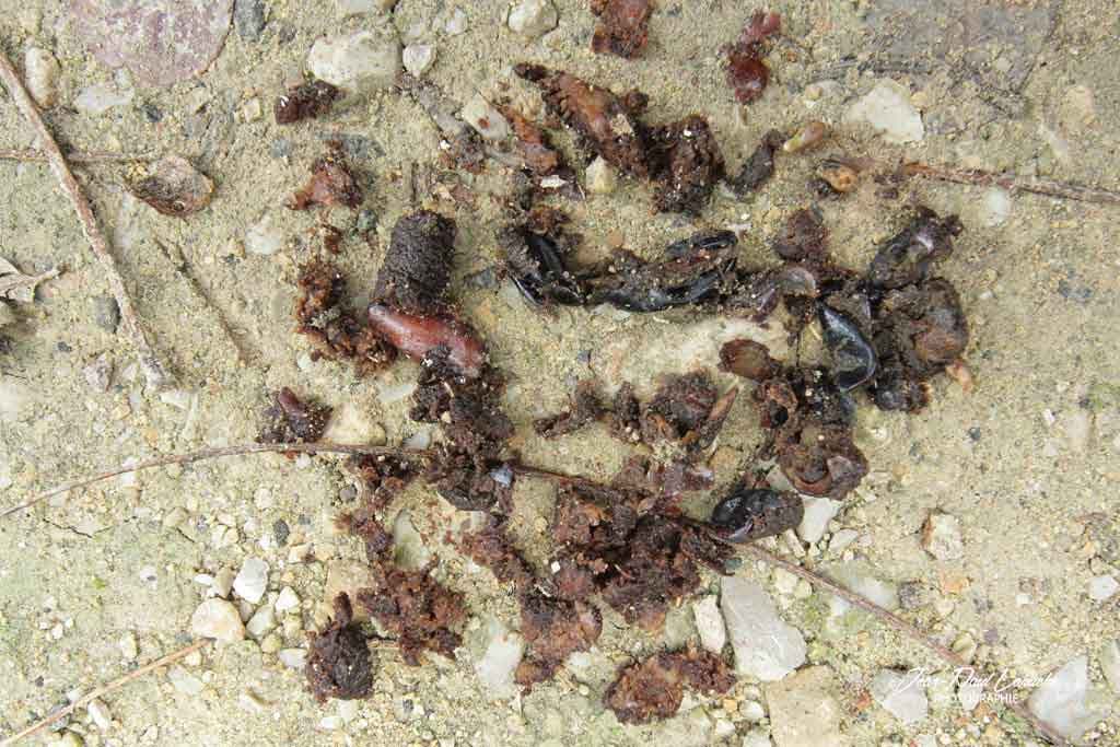 Crottes de Renard roux sur le chemin forestier.