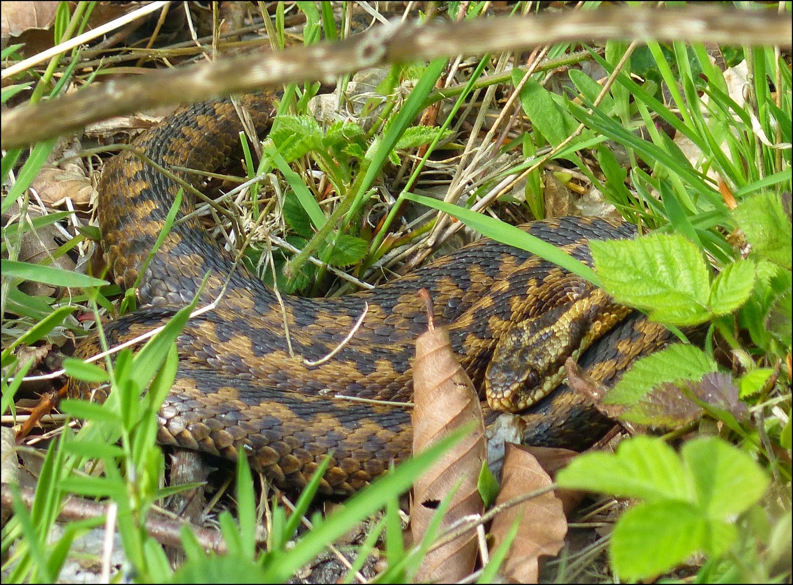 Wild and Wonderful: RSPB Minsmere - The Adder Trail