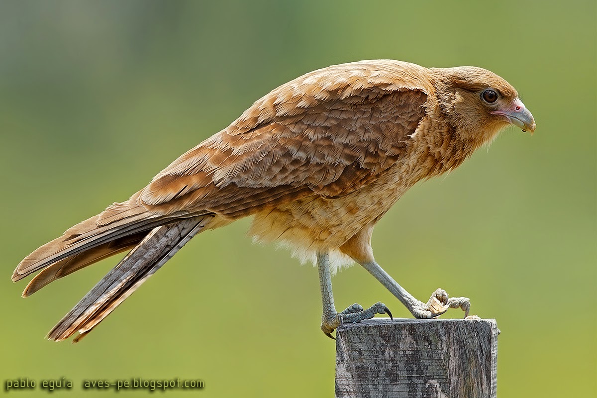 mis fotos de aves: Phalcoboenus chimango Chimango Chimango Caracara