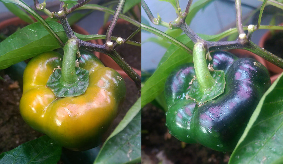 A large bell pepper at two stages of maturity. At right, early on it ...