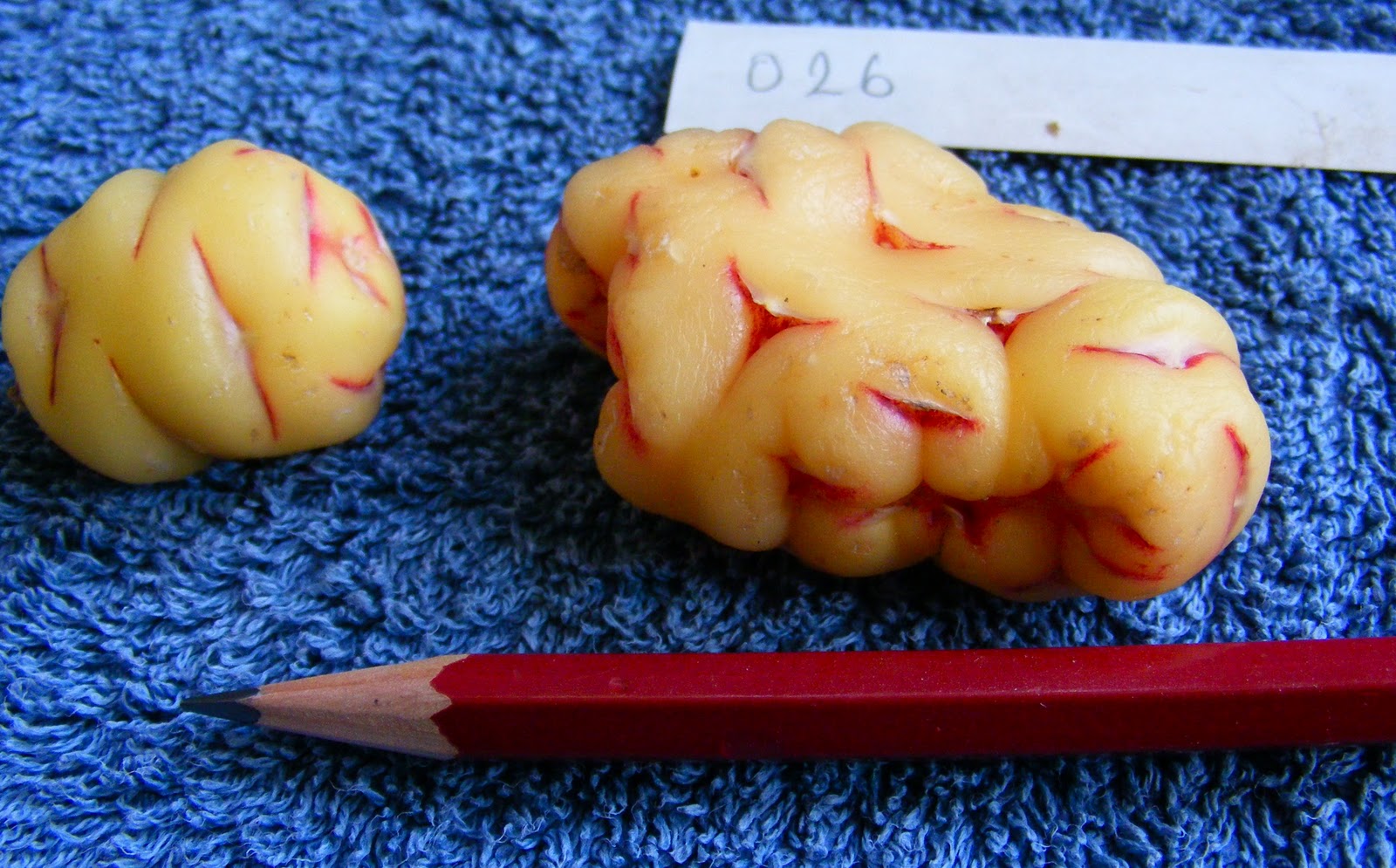 Growing Oca: Assessing Some New Oca Varieties