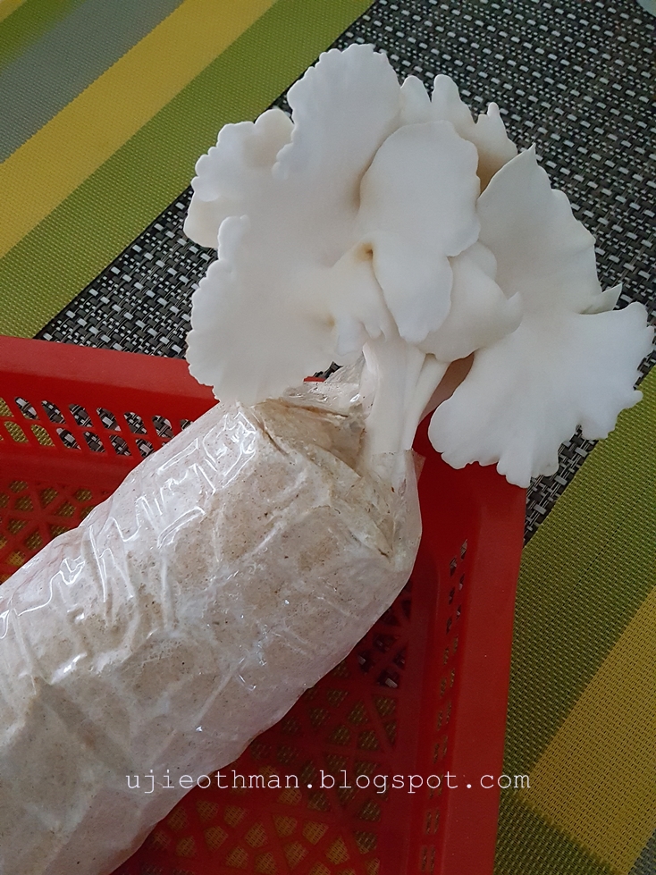 Titian Perjalanan : Cendawan dan Bunga Pokok Kari