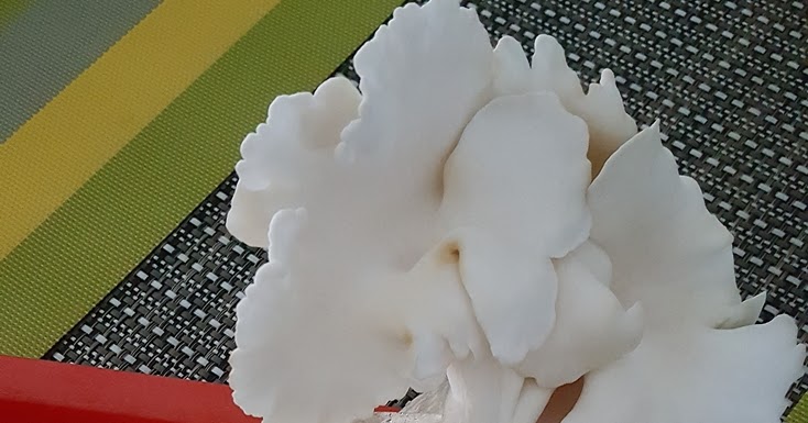 Titian Perjalanan : Cendawan dan Bunga Pokok Kari