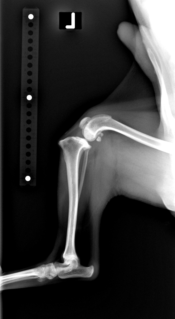 X-ray Magnification Indicator 自作