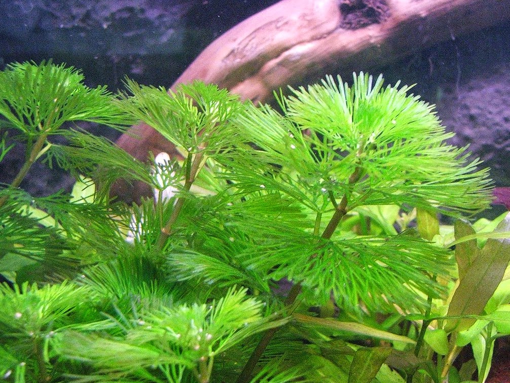 Rong la hán xanh - rong đuôi chồn