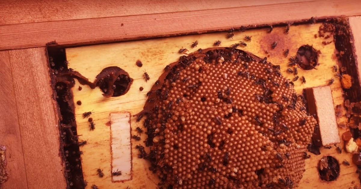 Where can I find stingless bees? Stingless bee scientific name