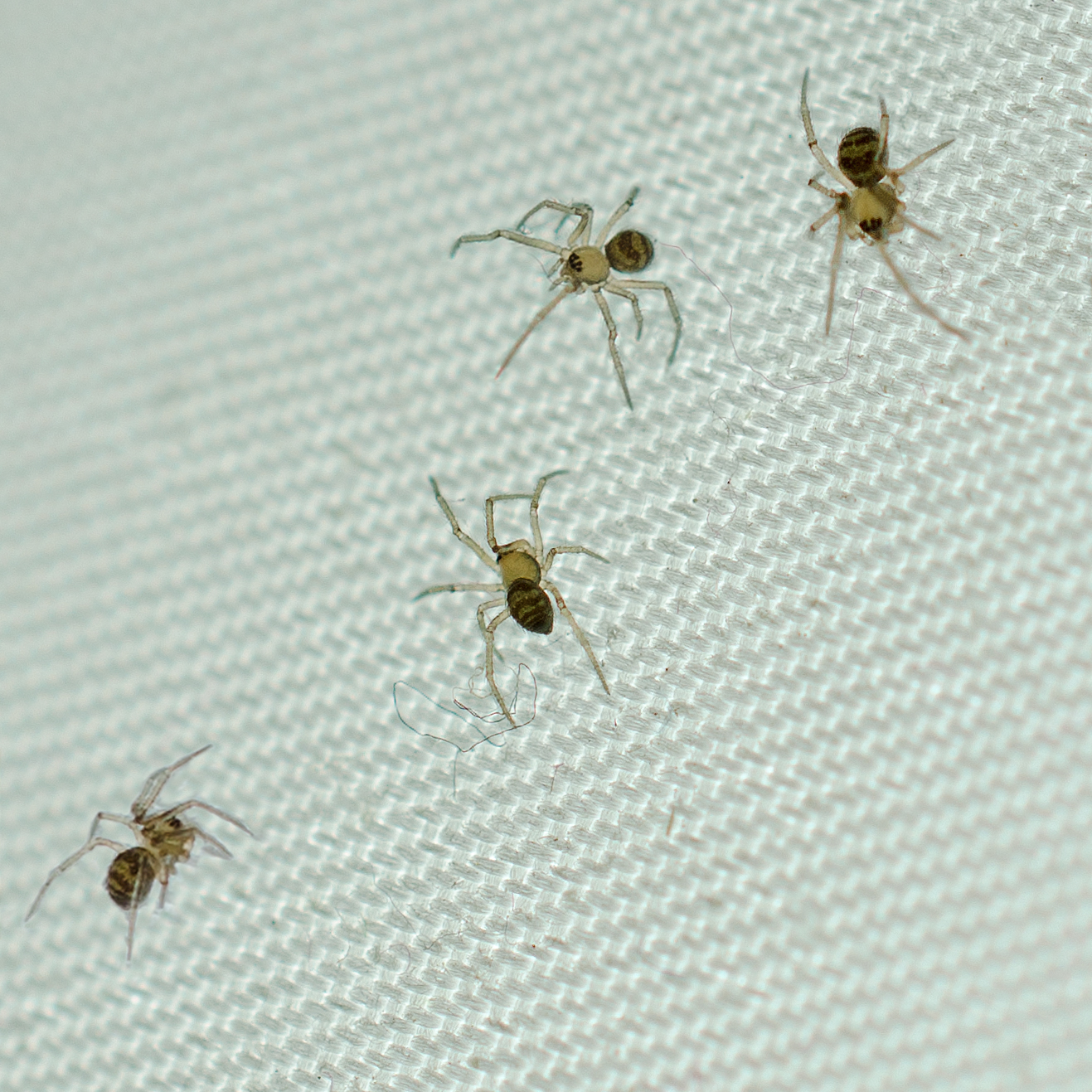 Wanderin' Weeta (With Waterfowl and Weeds)