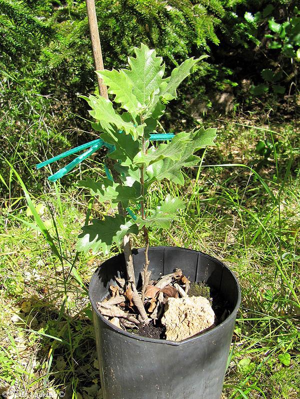 Sangrando en verde: Quercus macrolepis, mi hermoso roble de Valonia