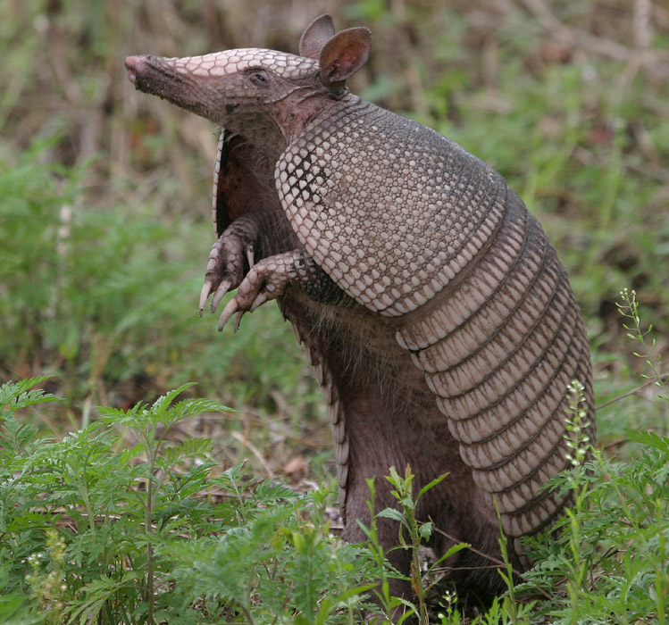 Nine-banded Armadillo-Dasypus Novemcinctus