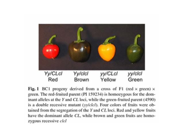 Homo agricola: Los colores del pimiento