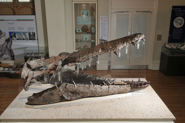 My Prehistoric Saga: Size Calculations for Pliosaurs: